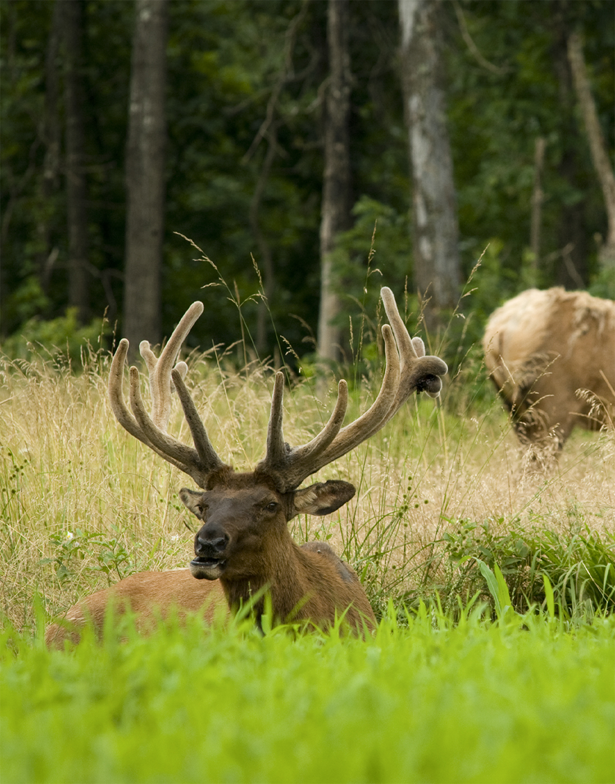 Who We Are | Conservation Organization | AWF