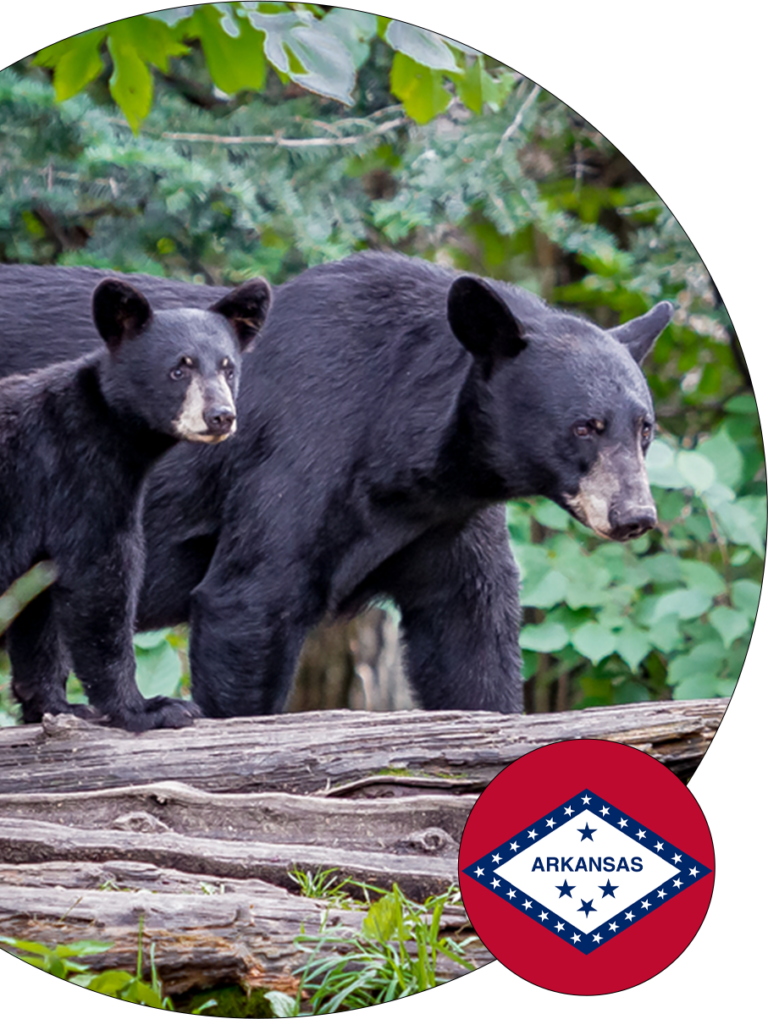 Arkansas Wildlife Federation | Who We Are
